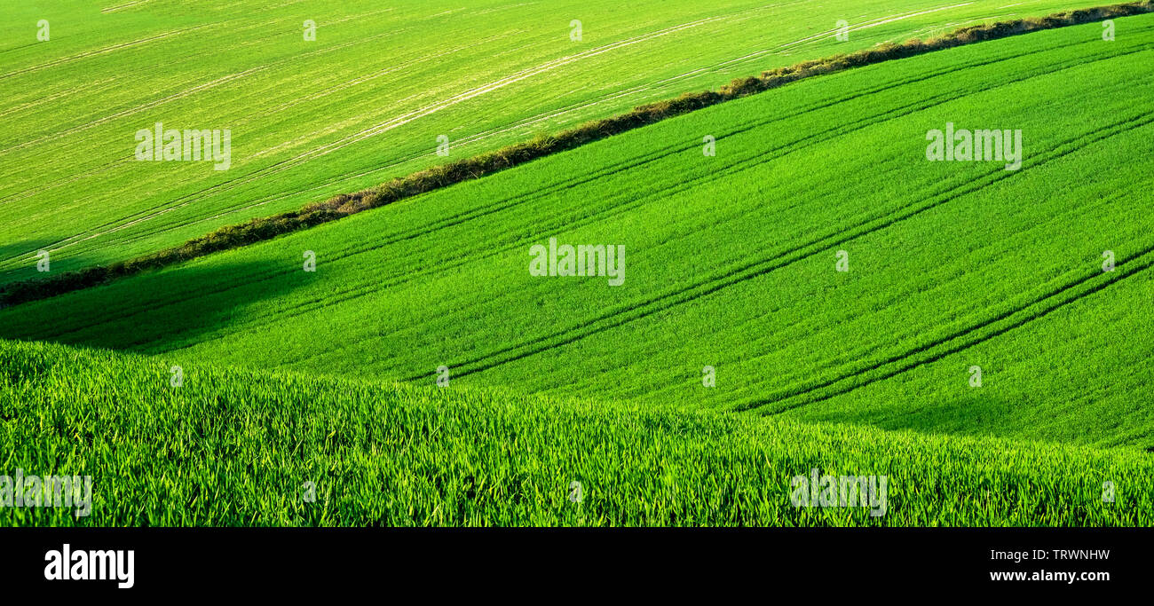 A rolling green wheat field on a hill with lines of tractor tyres ...