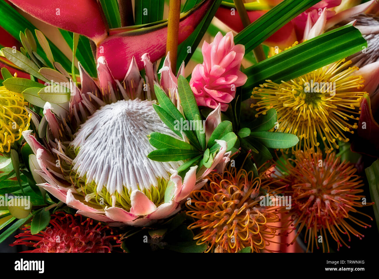 Protea flowers hi-res stock photography and images - Alamy