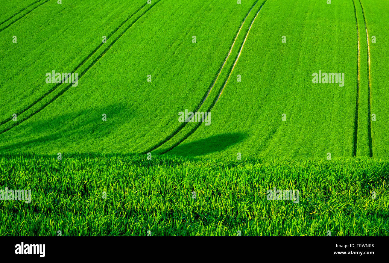 Wheat fields england hi-res stock photography and images - Alamy