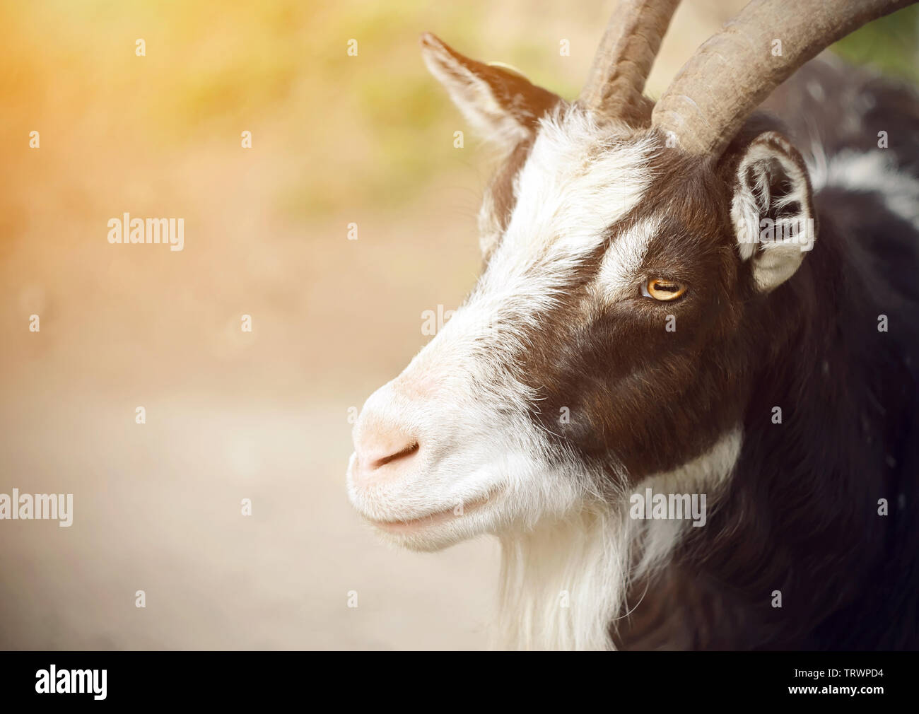 Spotted goat hi-res stock photography and images - Alamy