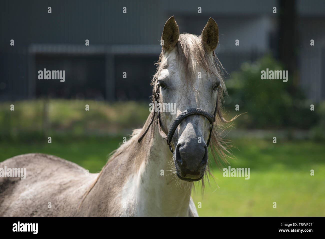 Beautiful white horse outdoors hi-res stock photography and images - Alamy