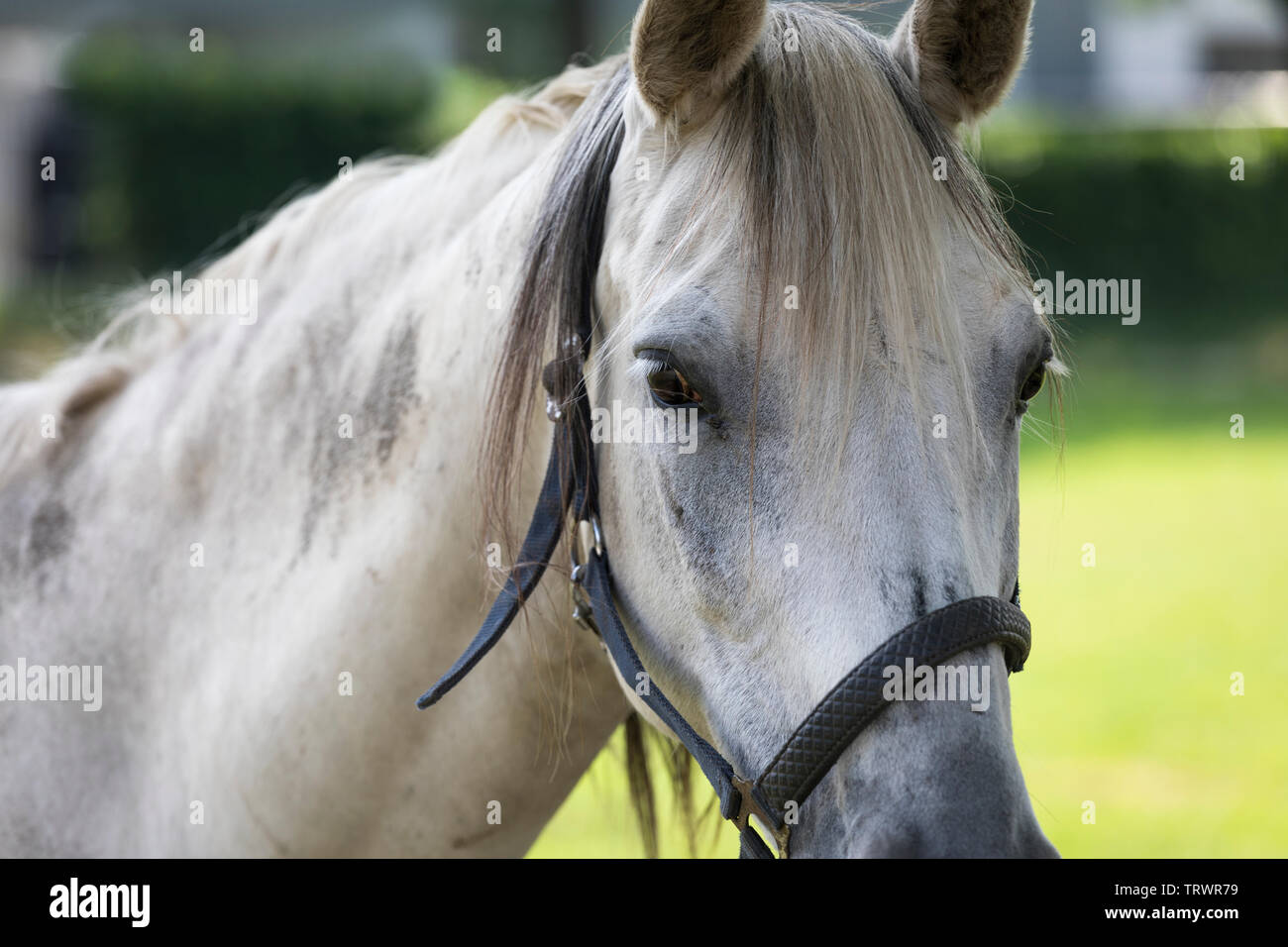 Beautiful horse with white mane hi-res stock photography and images - Alamy
