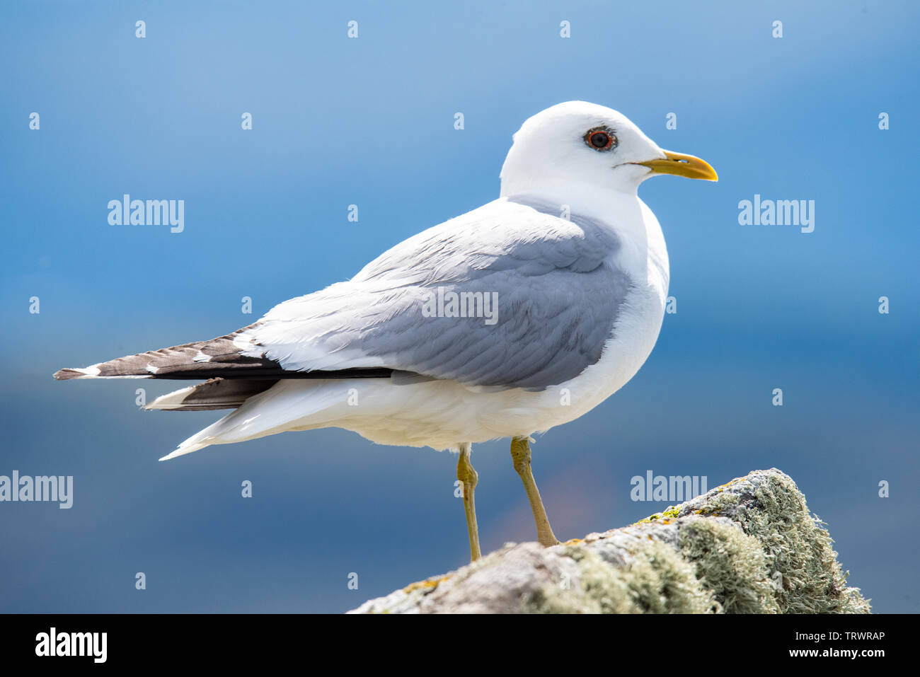 Common gull (Larus canus) at Runde Bird island in Norway / Scandinavia ...
