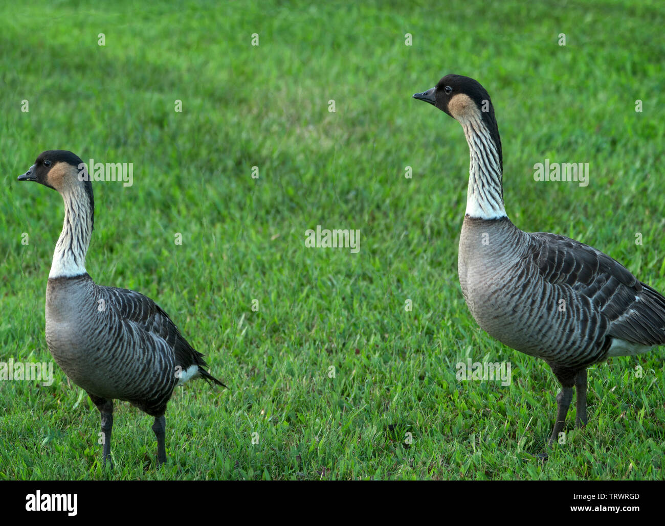 Hanalei national wildlife refuge hi-res stock photography and images ...