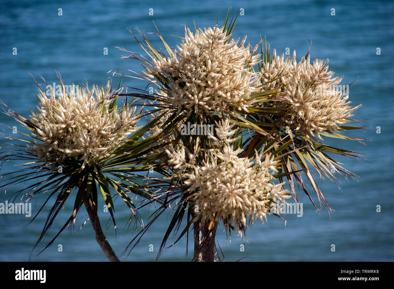 Cordyline tree, Cordyline australis, Port St. Mary, Isle of Man ...