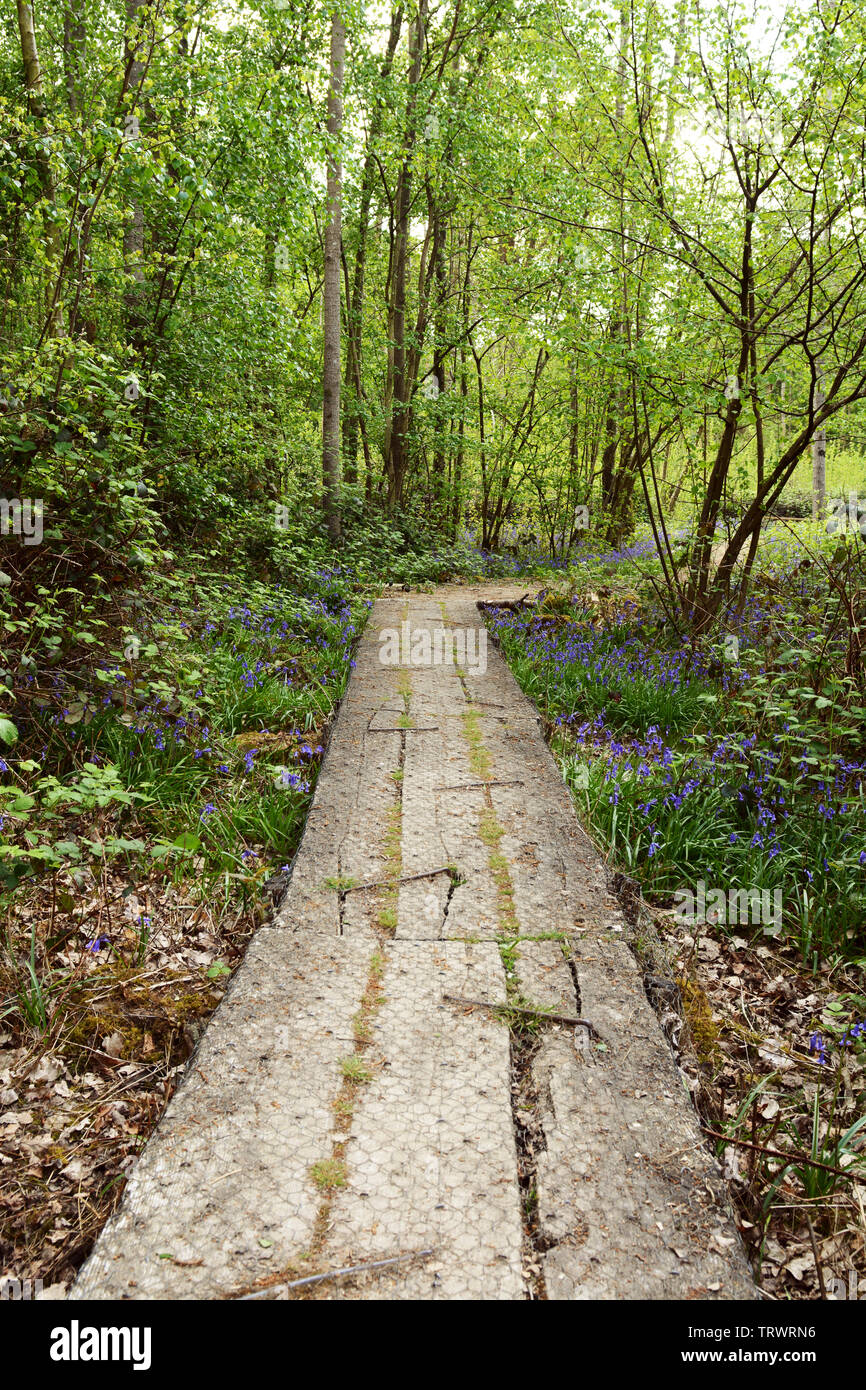 Long wooden plank path leads into lush woodland in springtime ...