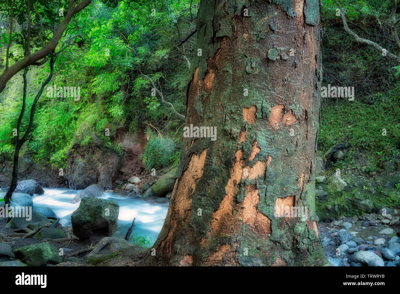 Iao valley river hi-res stock photography and images - Alamy