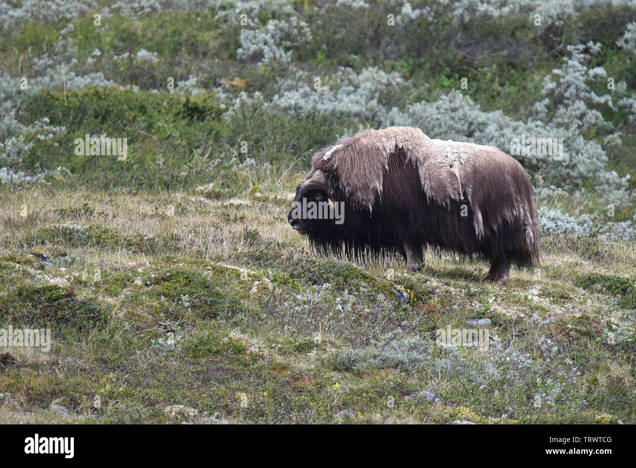 Musk buffalo hi-res stock photography and images - Alamy