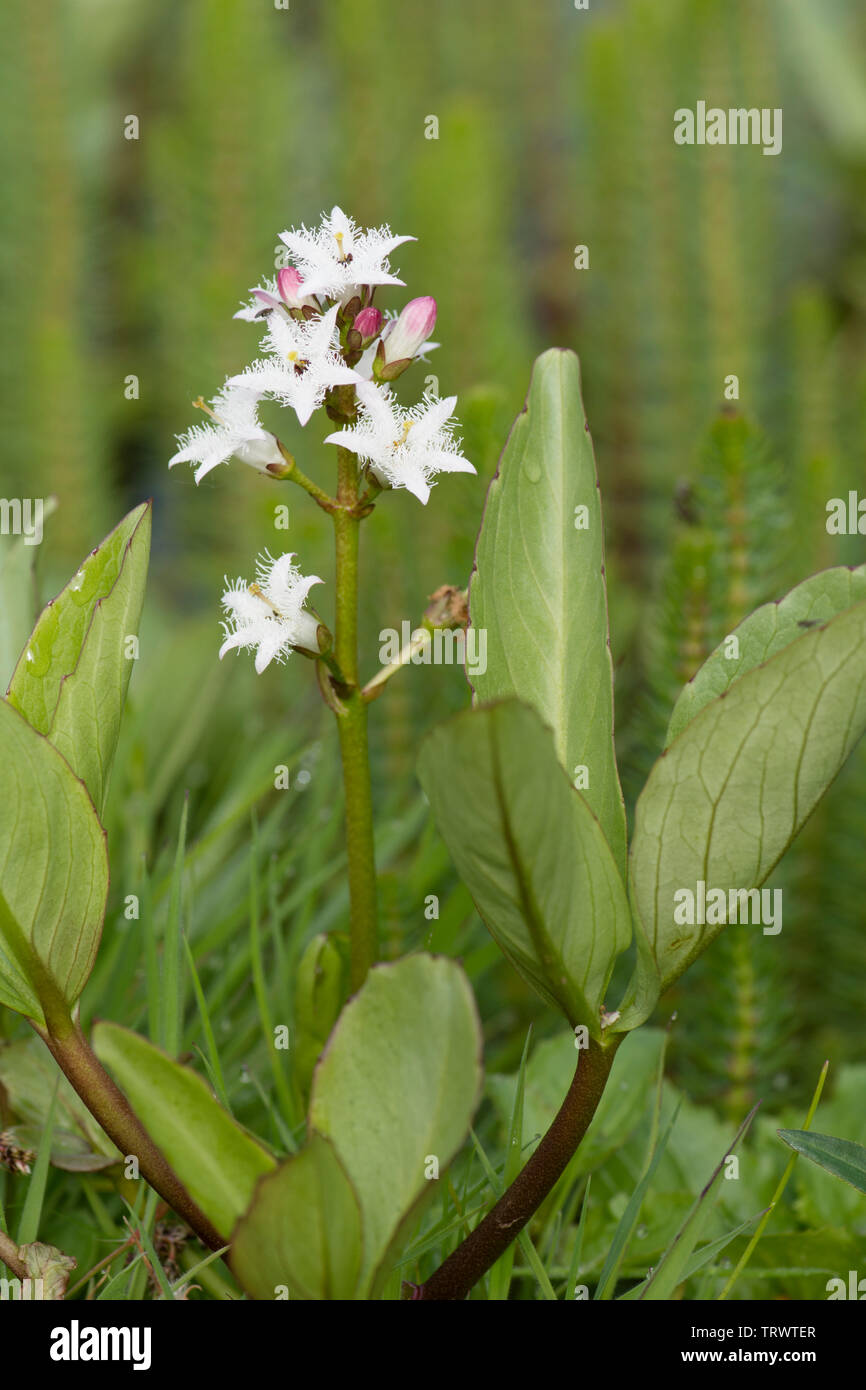 Pond plant hi-res stock photography and images - Alamy