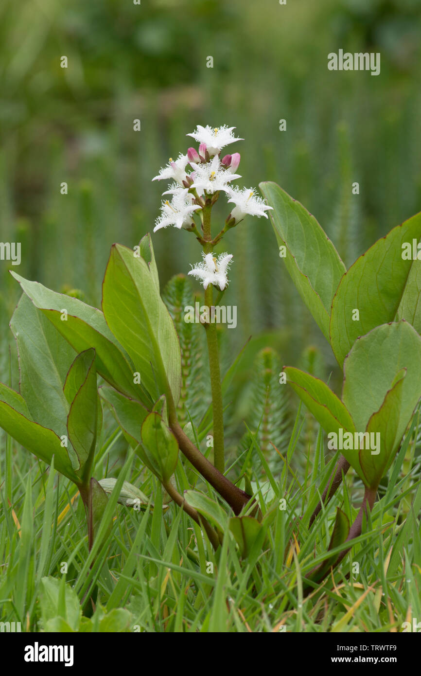 Wetland flowers hi-res stock photography and images - Alamy