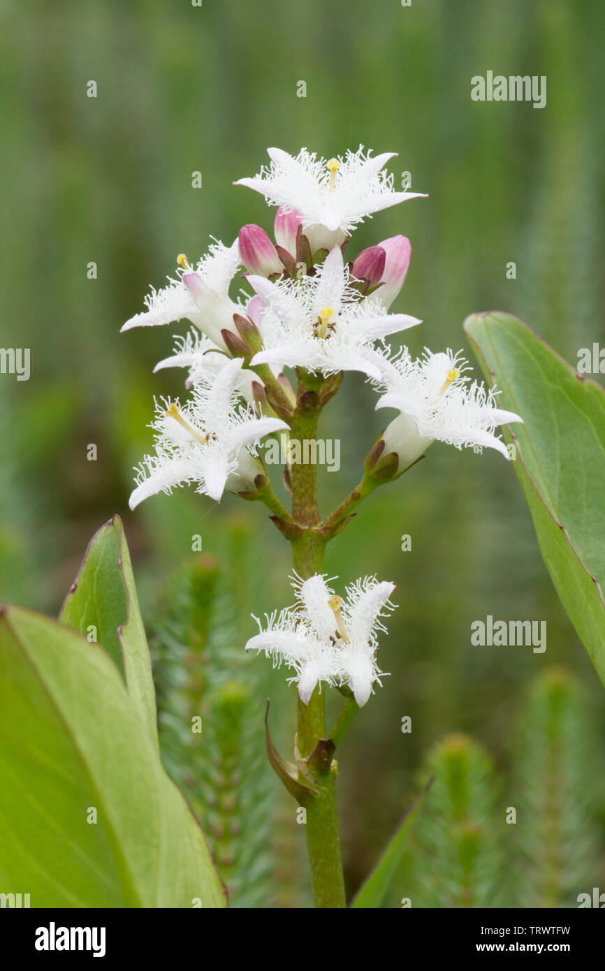 White flowers of bogbean hi-res stock photography and images - Alamy