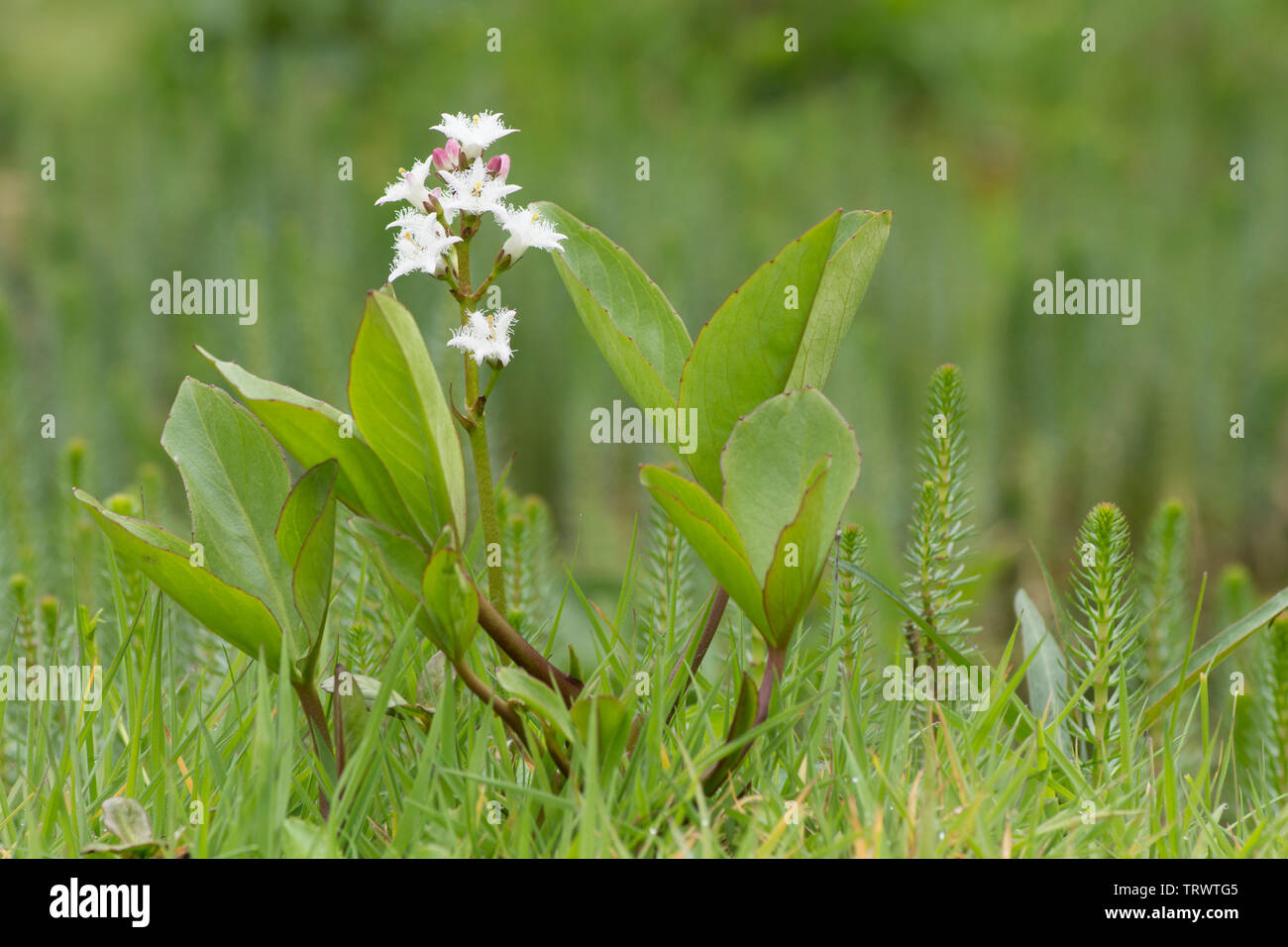 Bogbean, Menyanthese trifoliata, in flower, marginal pond plant, Sussex ...