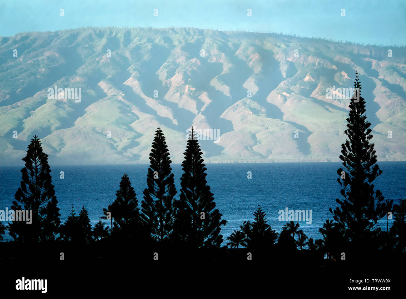 Pine trees and view of Molokai from Maui, Hawaii Stock Photo - Alamy