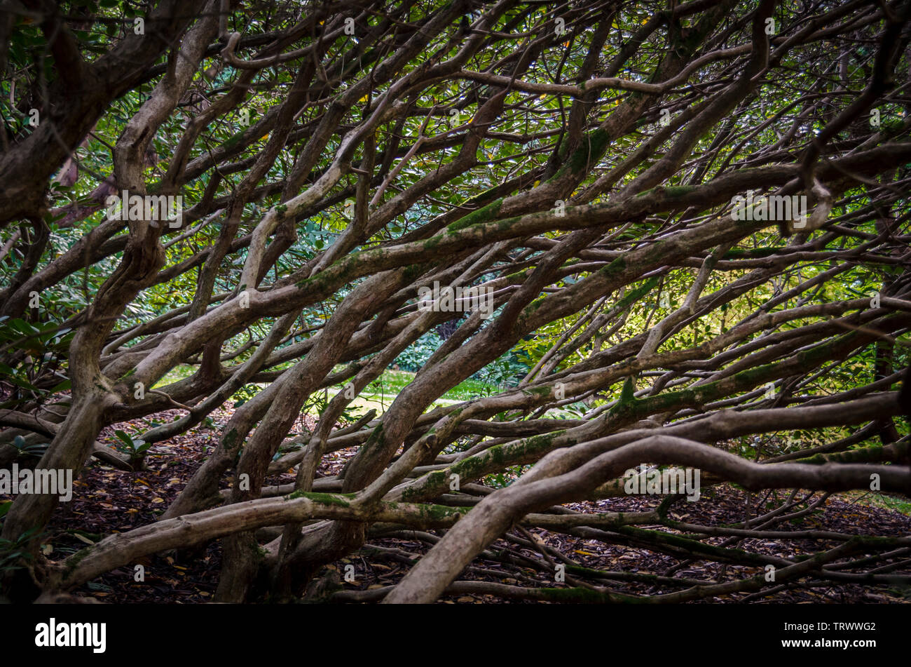 Gnarled and twisted branches of rhododendron trees Stock Photo - Alamy