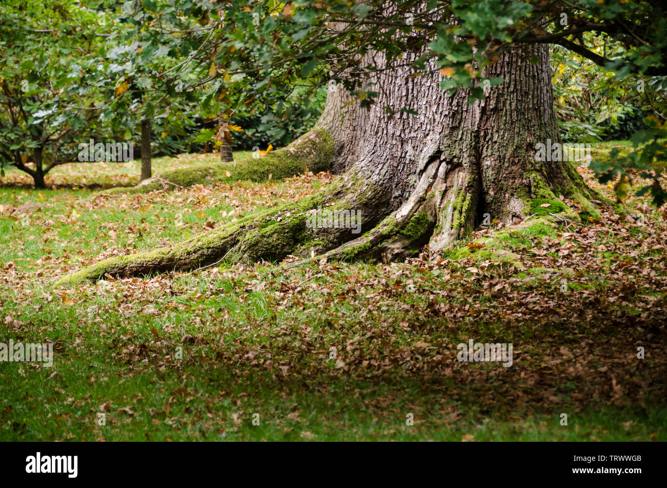 Base of an old tree hi-res stock photography and images - Alamy