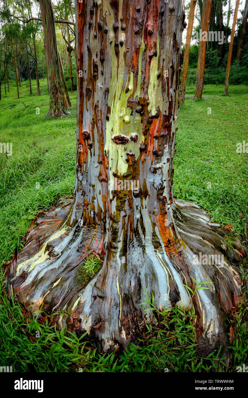 Painted Eucalyptus tree. Keahua Arboretum. Kauai, Hawaii Stock Photo ...