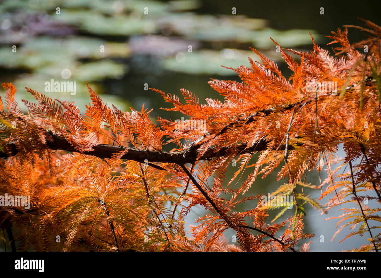 Copper leaves of autumn foliage background Stock Photo - Alamy