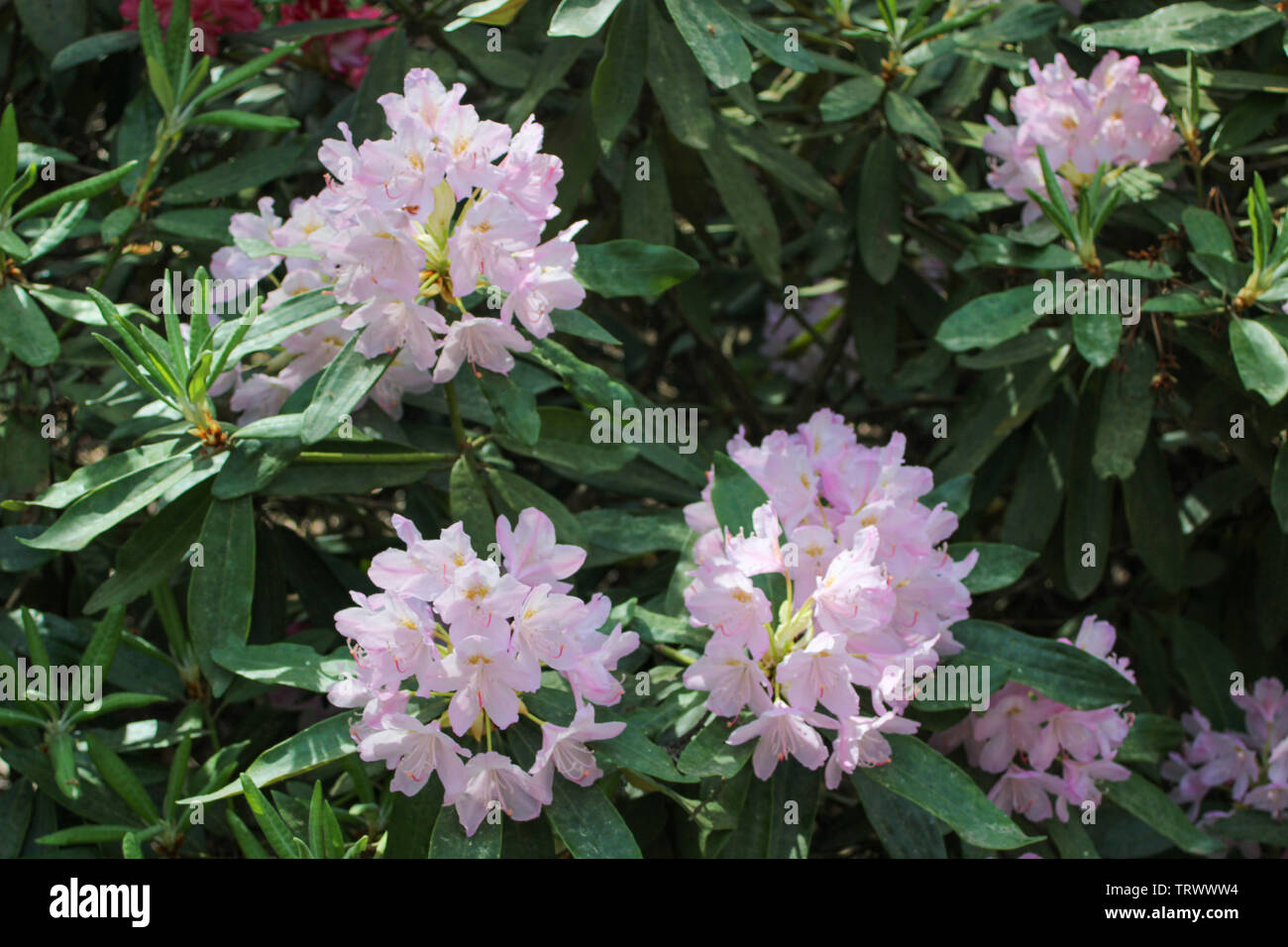 Rhododendron haaga hi-res stock photography and images - Alamy