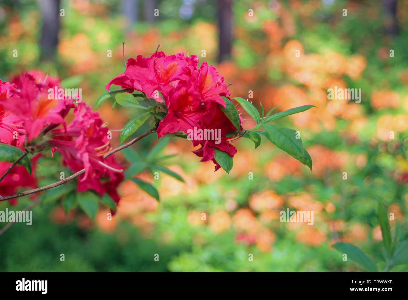 Rhododendrons at Haaga Rhododendron Park in Helsinki, Finland Stock ...