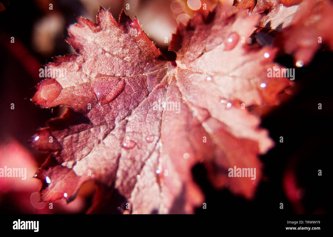 red leaf with water drops Stock Photo - Alamy