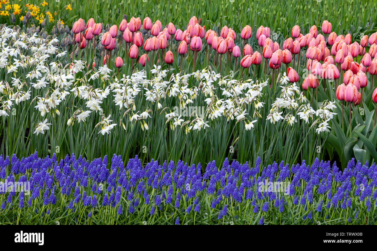 Layers of various flowers in a beautiful flower garden Stock Photo - Alamy