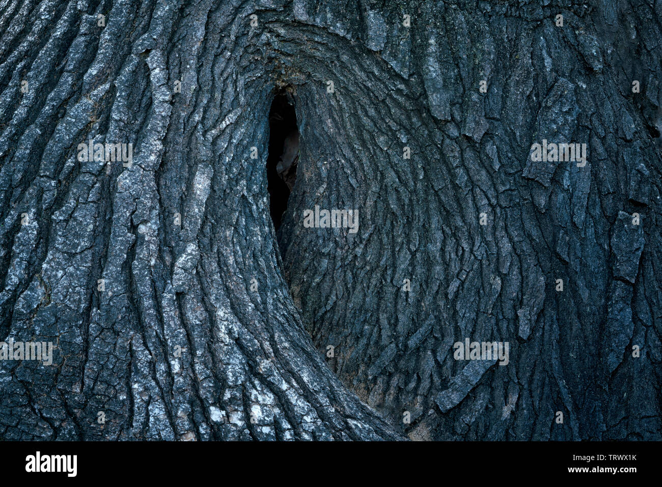 Tree trunk bowl. Kauai, Hawaii Stock Photo - Alamy