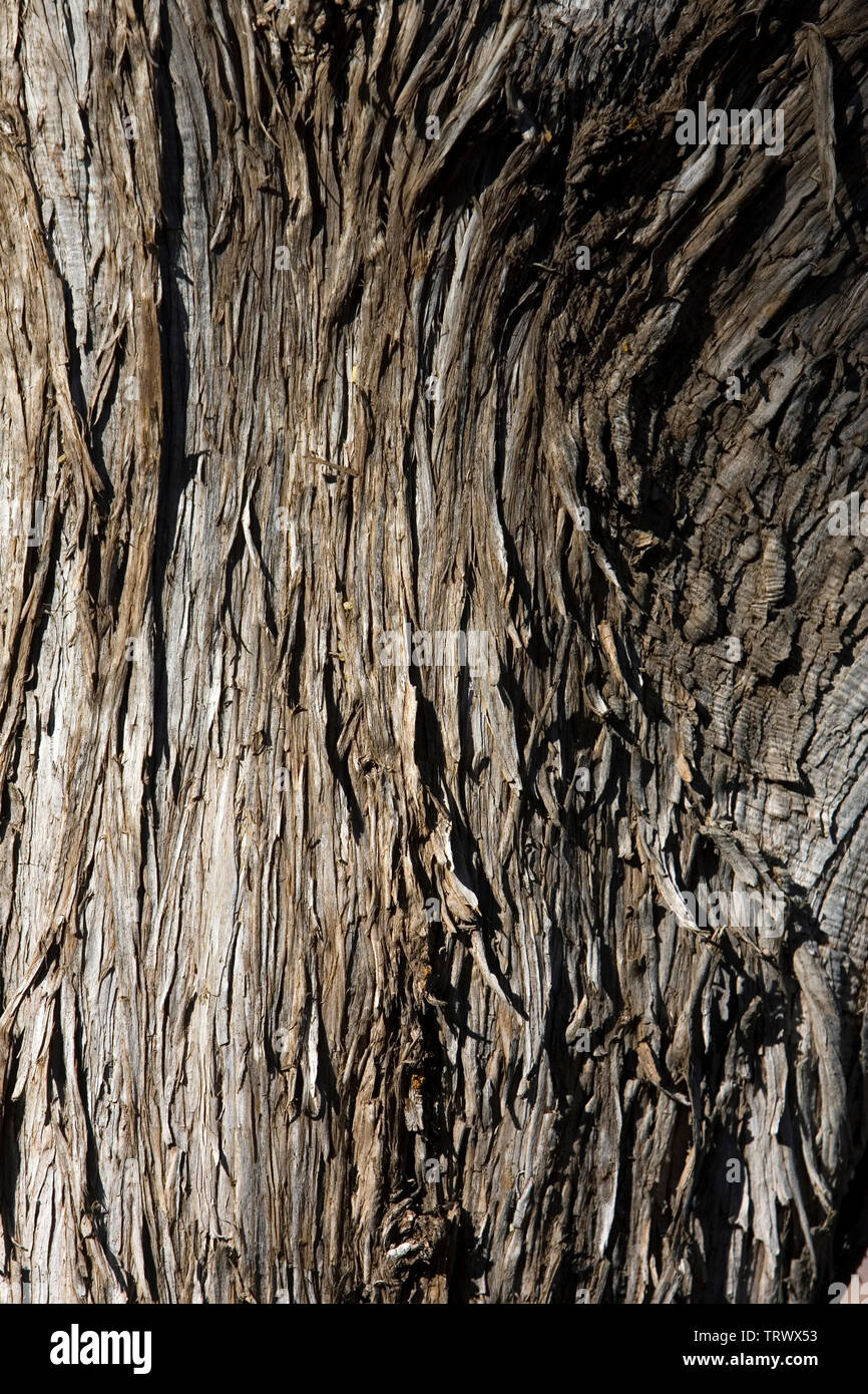 Close up tree bark texture hi-res stock photography and images - Alamy