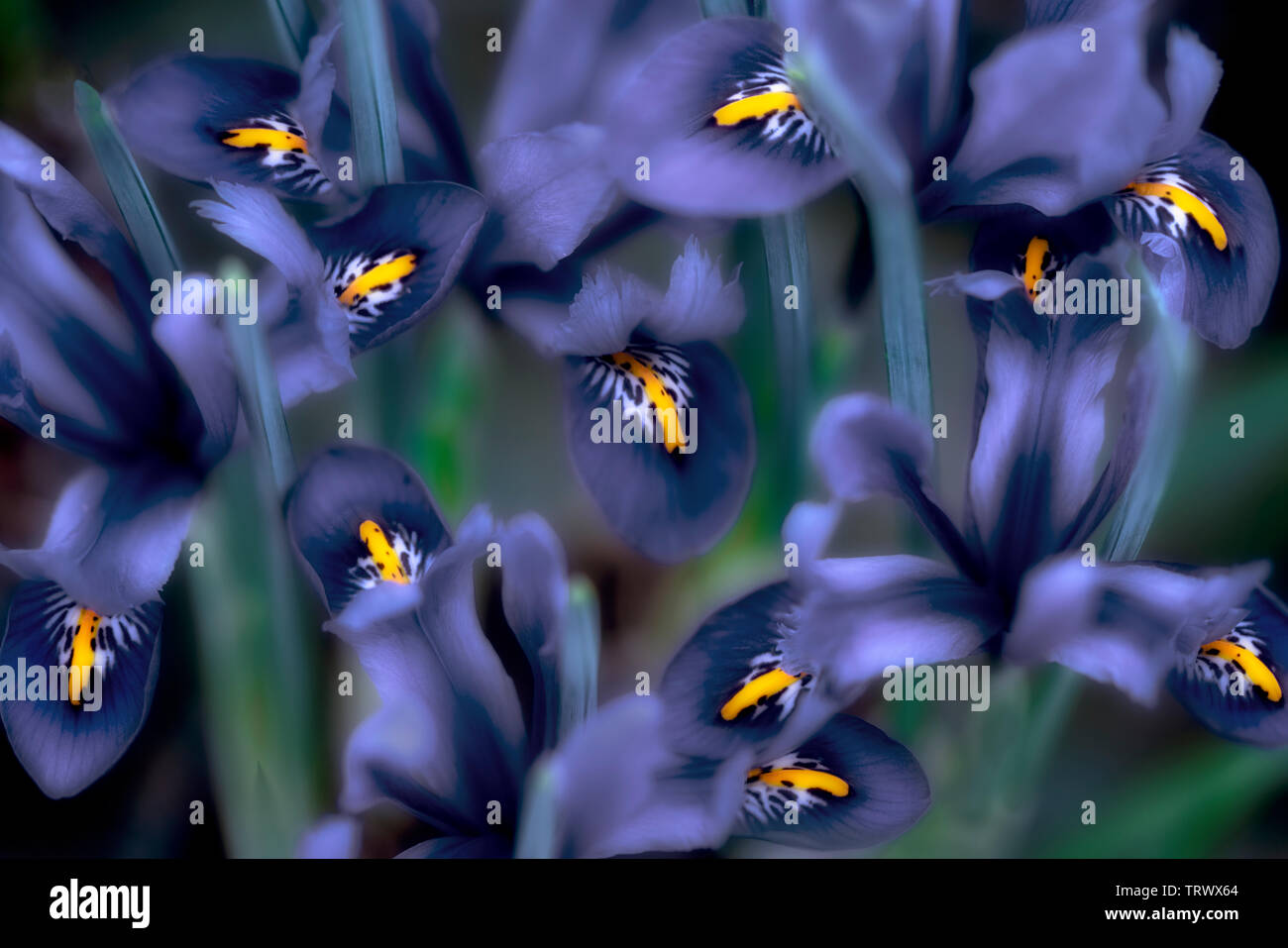 Miniature iris hi-res stock photography and images - Alamy