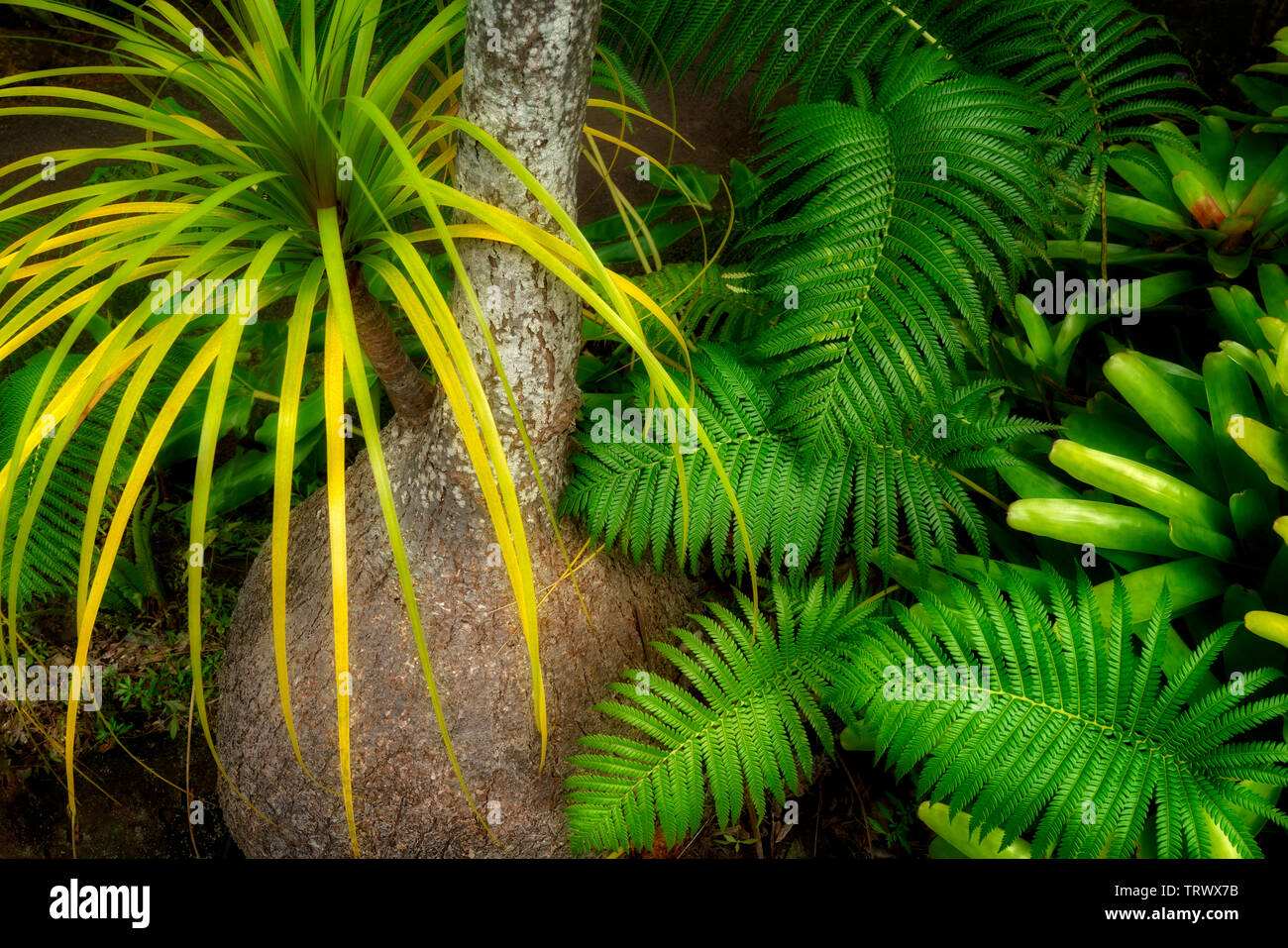 Close up of bulbous Pony Tail Palm tree with ferns and bromeliads ...