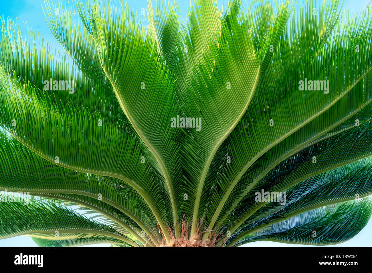 Sego palm tree hi-res stock photography and images - Alamy