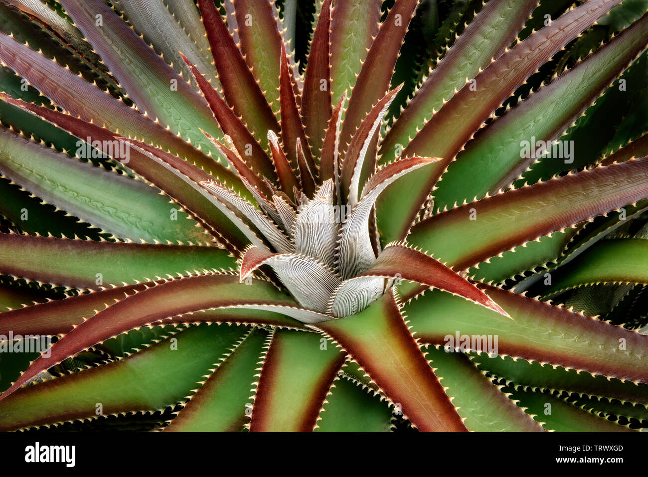 Sawtooth cactus hi-res stock photography and images - Alamy