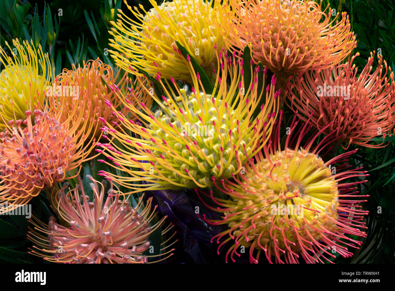 Garden flower kula hi-res stock photography and images - Alamy