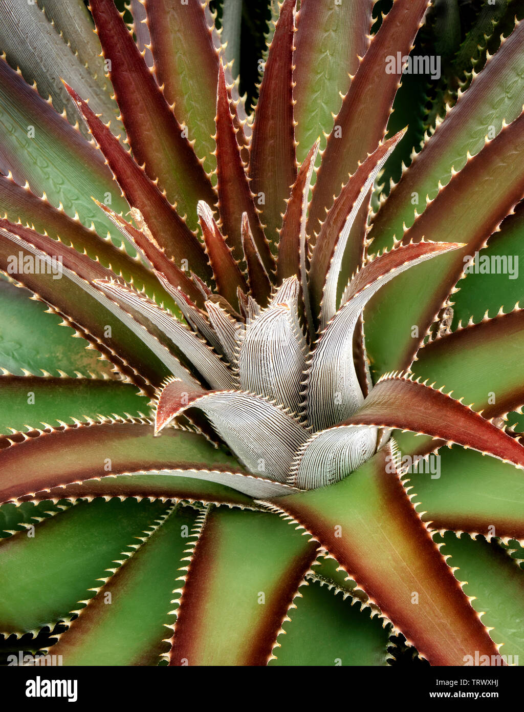 Sawtooth cactus hi-res stock photography and images - Alamy