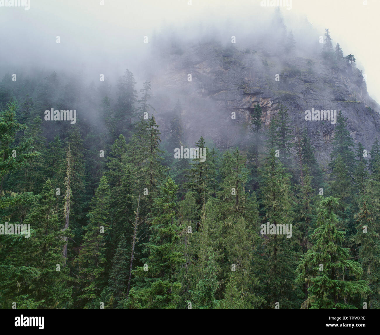 USA, Washington, Okanogan-Wenatchee National Forest, Fog swirls among ...
