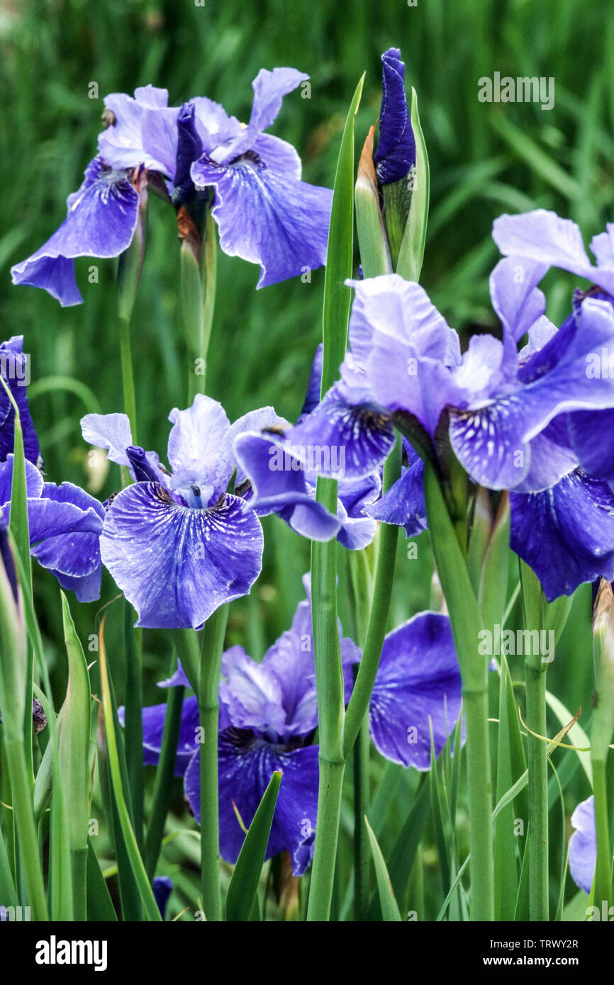 Siberian iris, blue garden flowers Stock Photo - Alamy