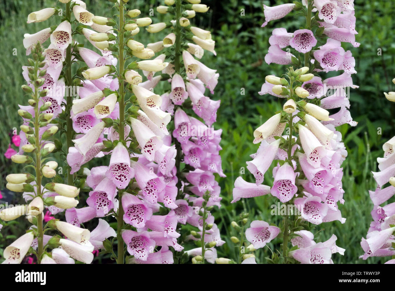 Foxglove Digitalis purpurea "Camelot Lavender Stock Photo - Alamy
