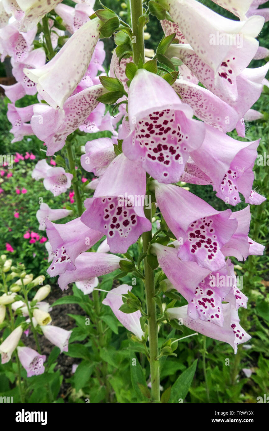 Foxglove Digitalis purpurea "Camelot Lavender Stock Photo - Alamy