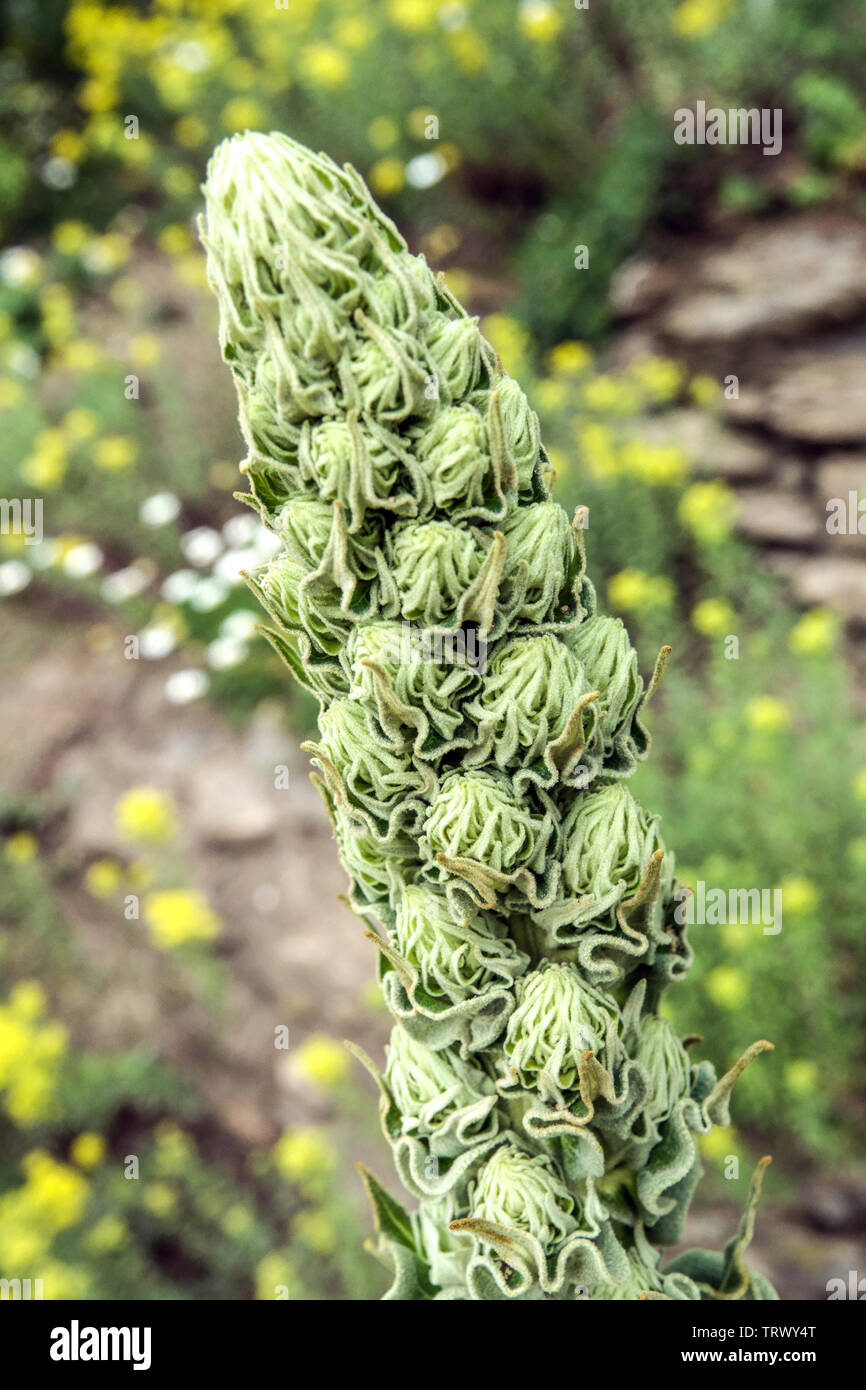 Densiflorum hi-res stock photography and images - Alamy