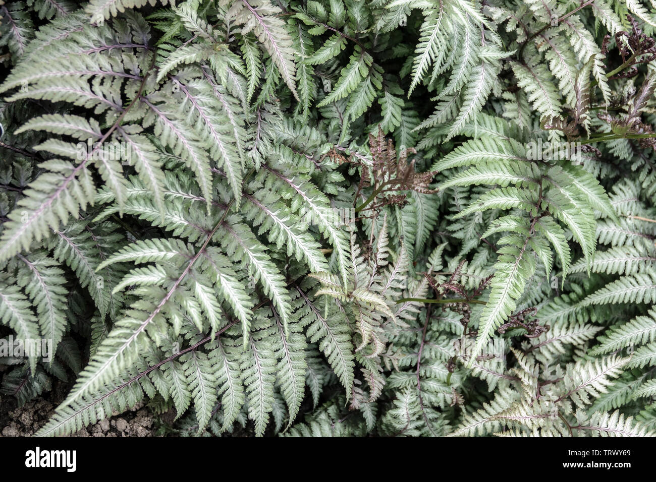 Athyrium niponicum "Red Beauty", Red Japanese Painted Fern Stock Photo ...