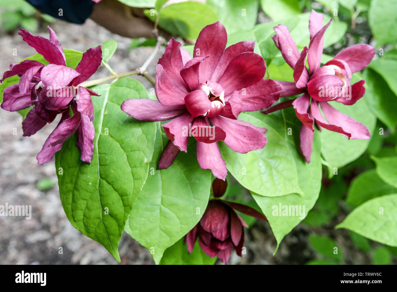 Calycanthus floridus, Sweet Shrub, Carolina Allspice, flowering shrubs ...