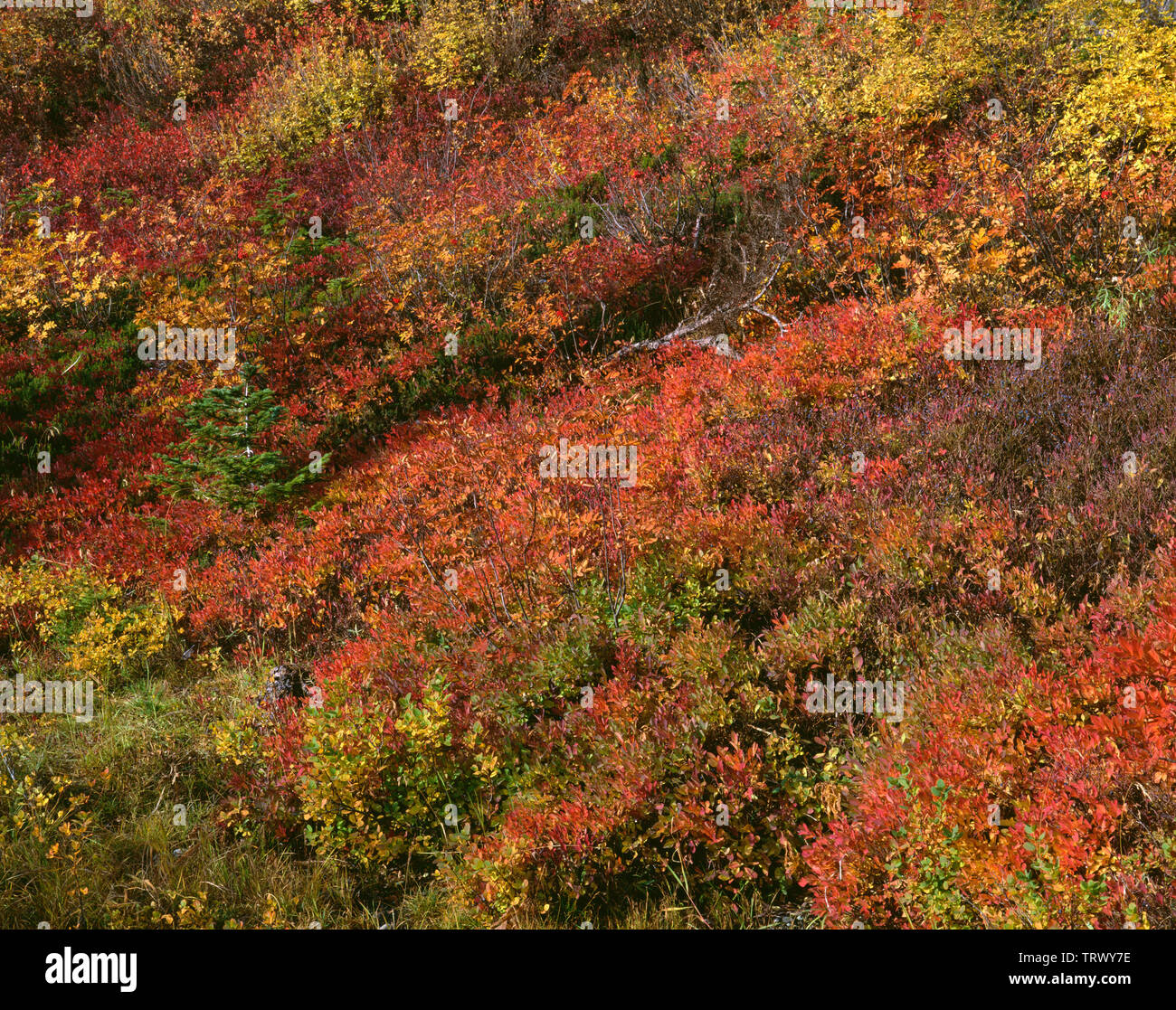 USA, Washington, Mt. Baker Snoqualmie National Forest, Fall colored ...