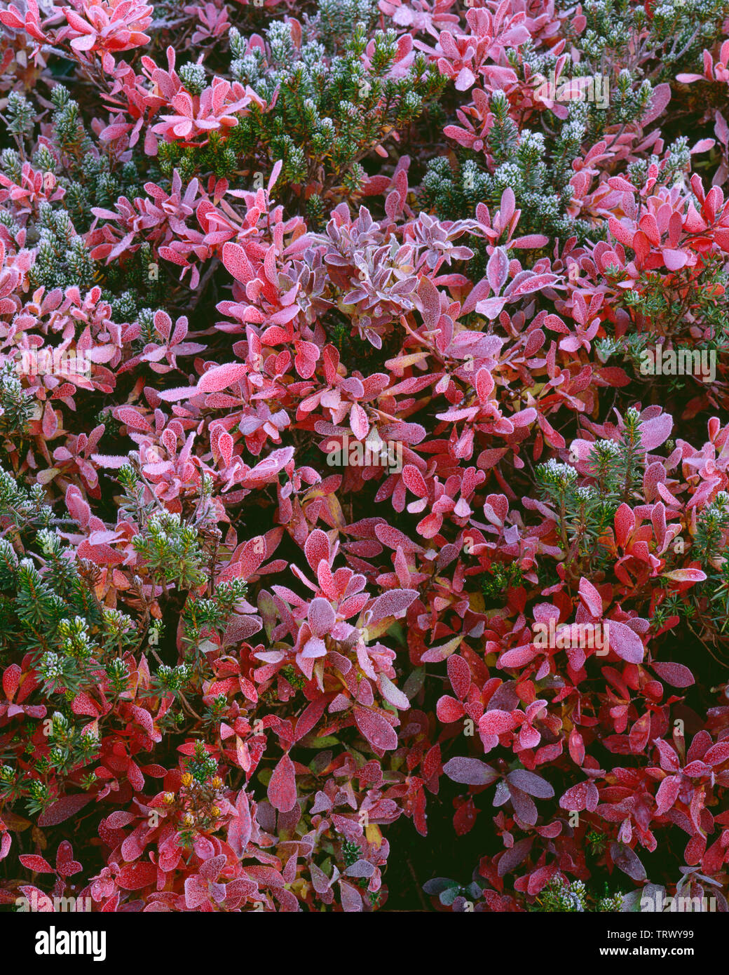 USA, Washington, Mt. Baker Snoqualmie National Forest, Frost on autumn ...