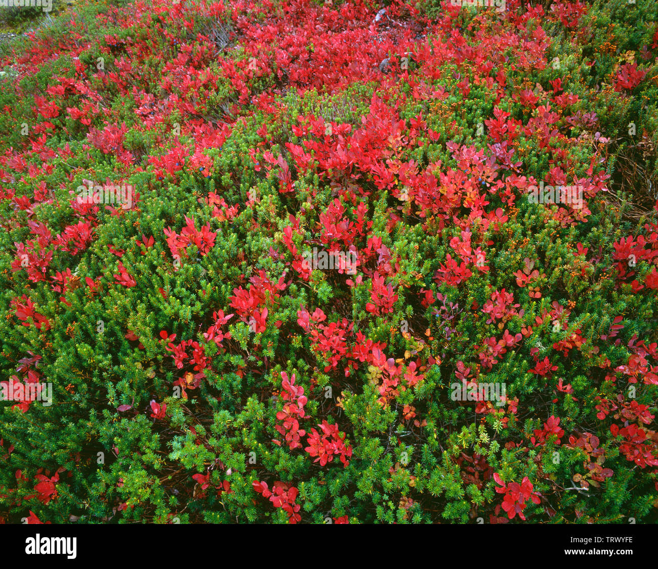 USA, Washington, Mt. Baker Snoqualmie National Forest, Fall color of ...