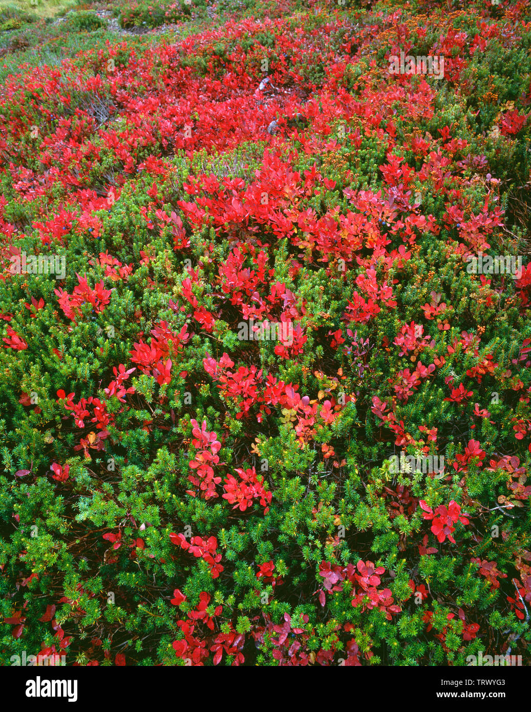 USA, Washington, Mt. Baker Snoqualmie National Forest, Fall color of ...