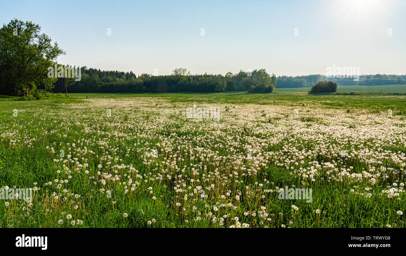 Field with dandelions hi-res stock photography and images - Alamy