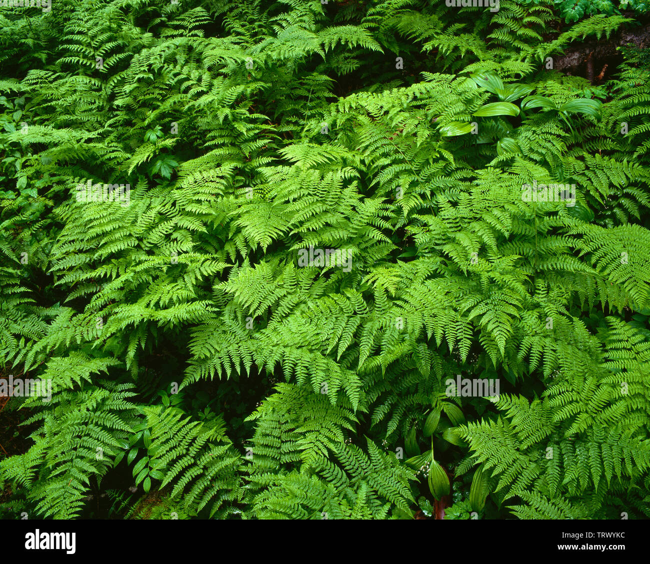 USA, Washington, North Cascades National Park, Dense spring growth of ...