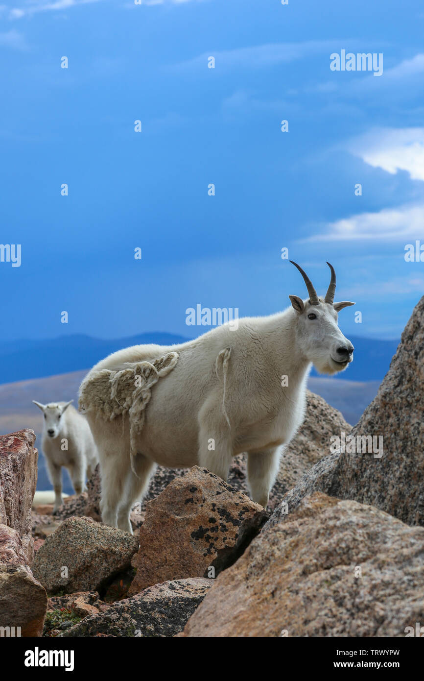 Mountain Goat in the Mount Evans Wilderness of Colorado Stock Photo - Alamy