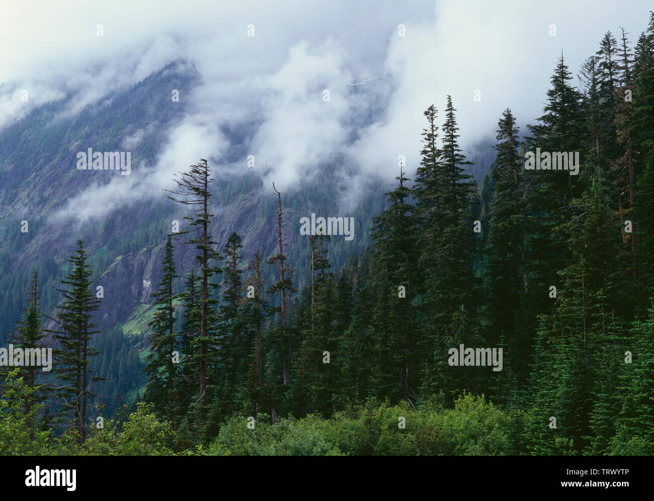 USA, Washington, North Cascades National Park, Fog shrouds steep slopes ...