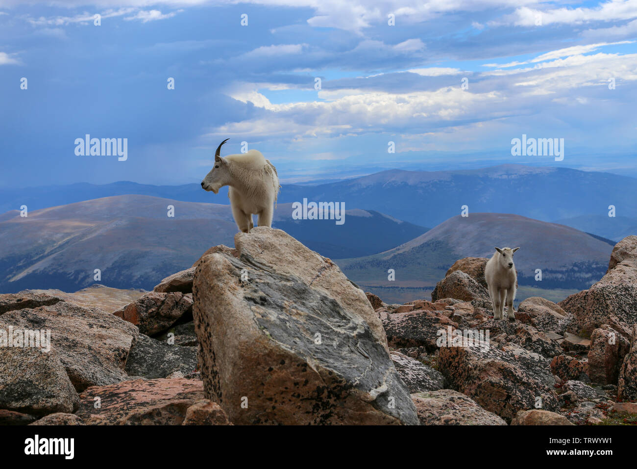 Mountain Goat in the Mount Evans Wilderness of Colorado Stock Photo - Alamy