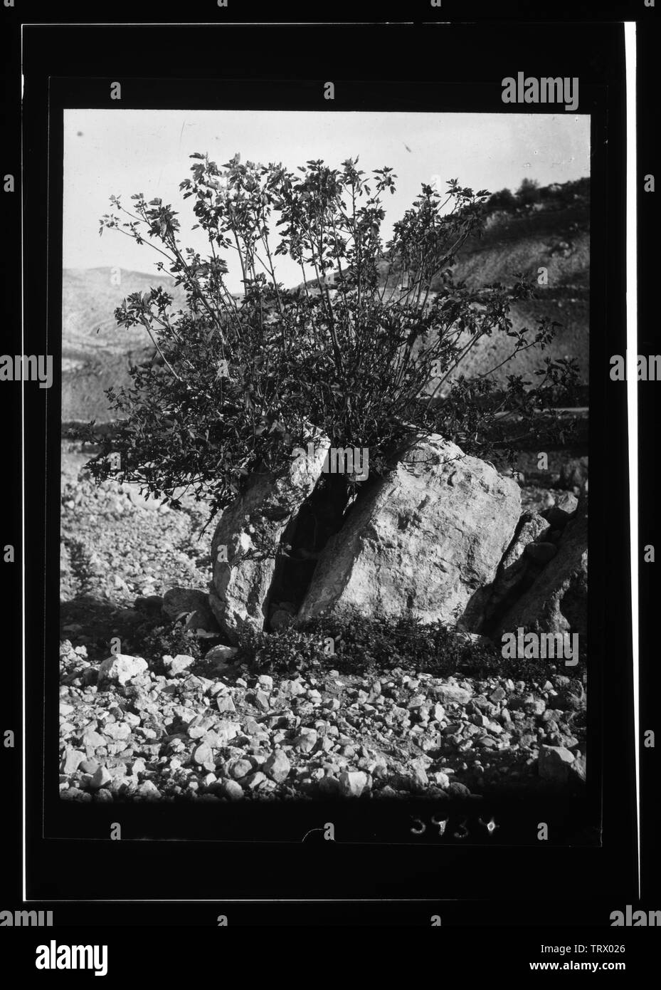 Tree Splitting Rock High Resolution Stock Photography and Images - Alamy
